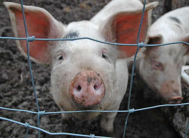 The pig in the bloke: A review of human-pig hybrids